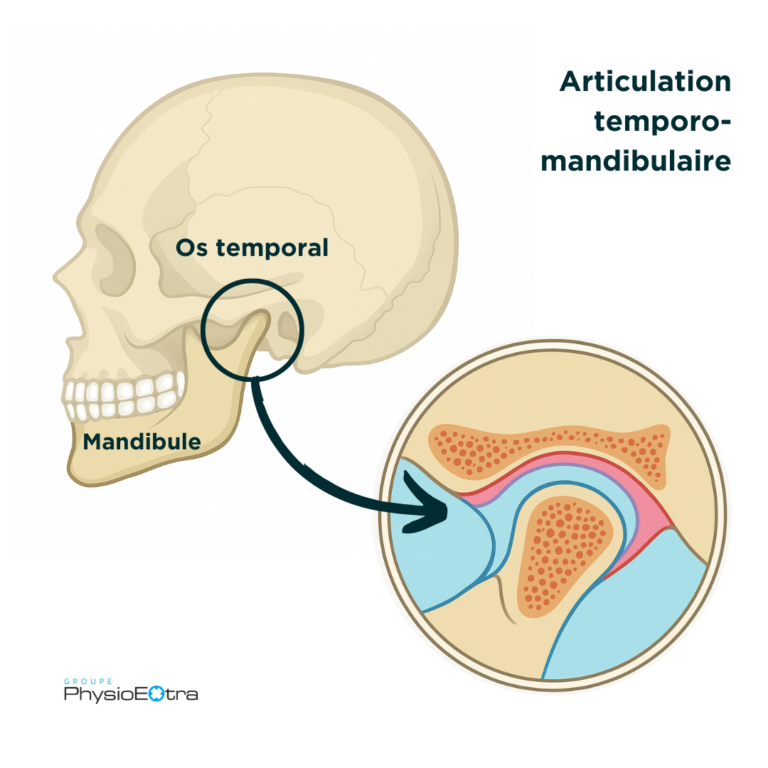 Traitement de l’articulation temporo-mandibulaire (ATM) | PhysioExtra