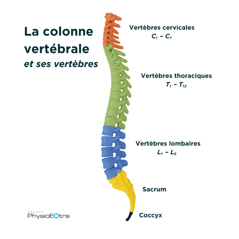 Douleurs au bas du dos (lombalgie) : causes, symptômes et traitements ...